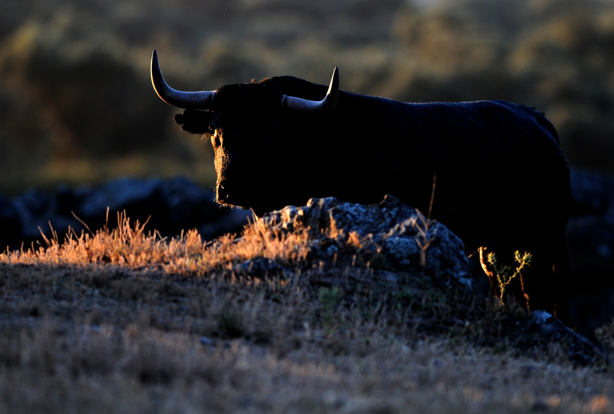 Les régions de tradition - Union des Villes Taurines de France